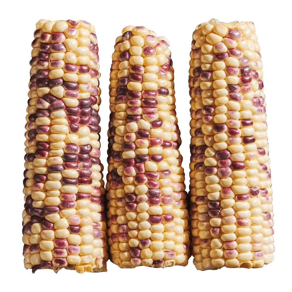 Buy Purple Corn 3 ea | HMart - H Mart